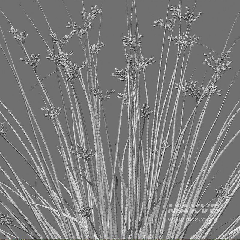 Juncus effusus - Common Rush 02 3d model Download Maxve