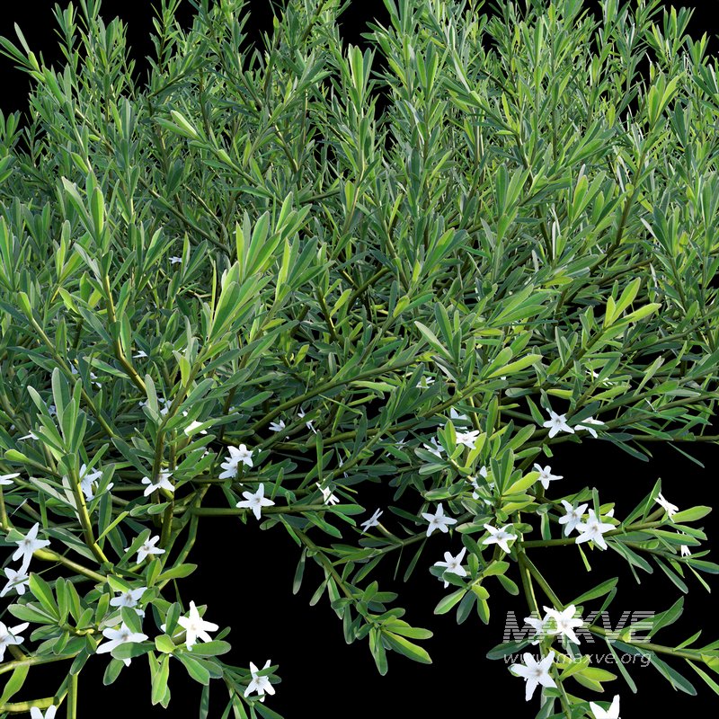Myoporum Parvifolium- Yareena 3d model Download Maxve