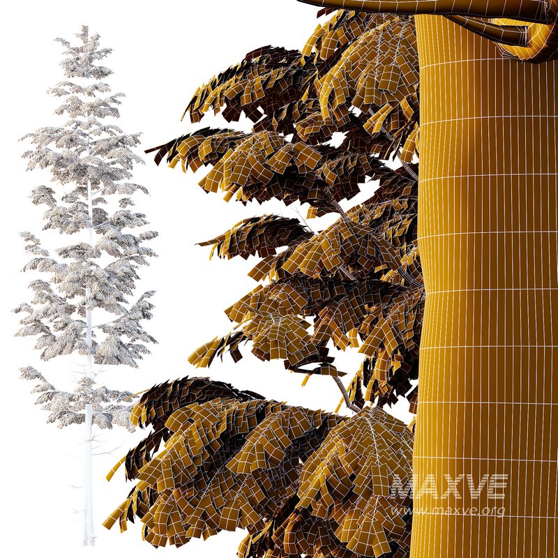 spruce tree007 3d model Download Maxve