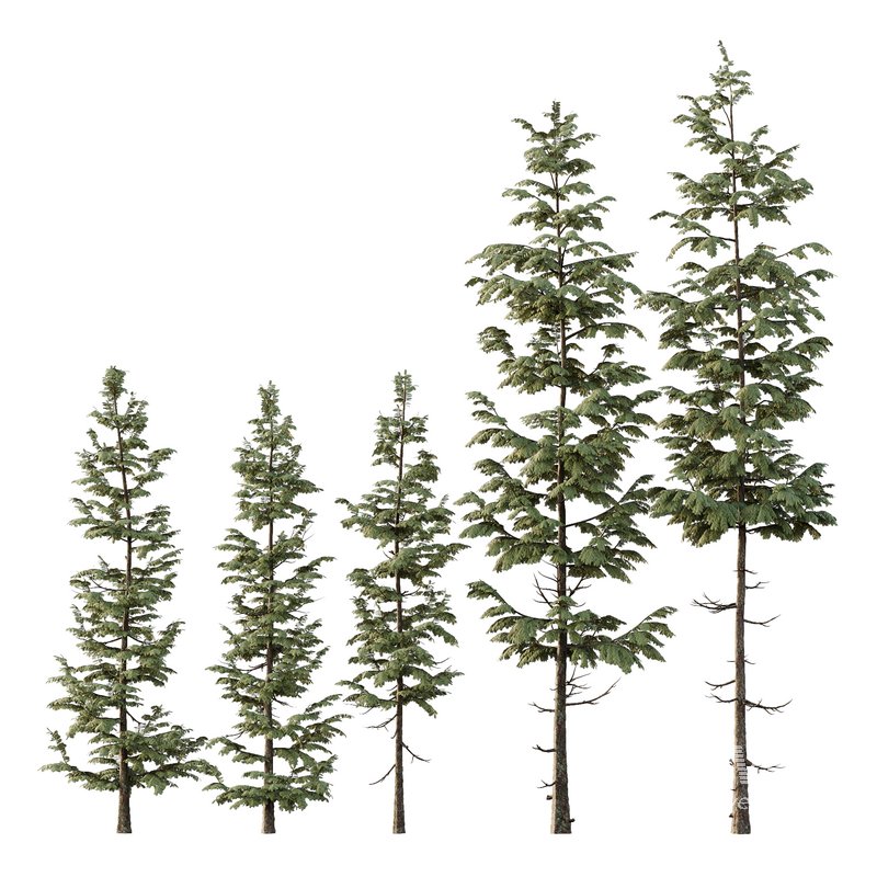 spruce tree007 3d model Download Maxve