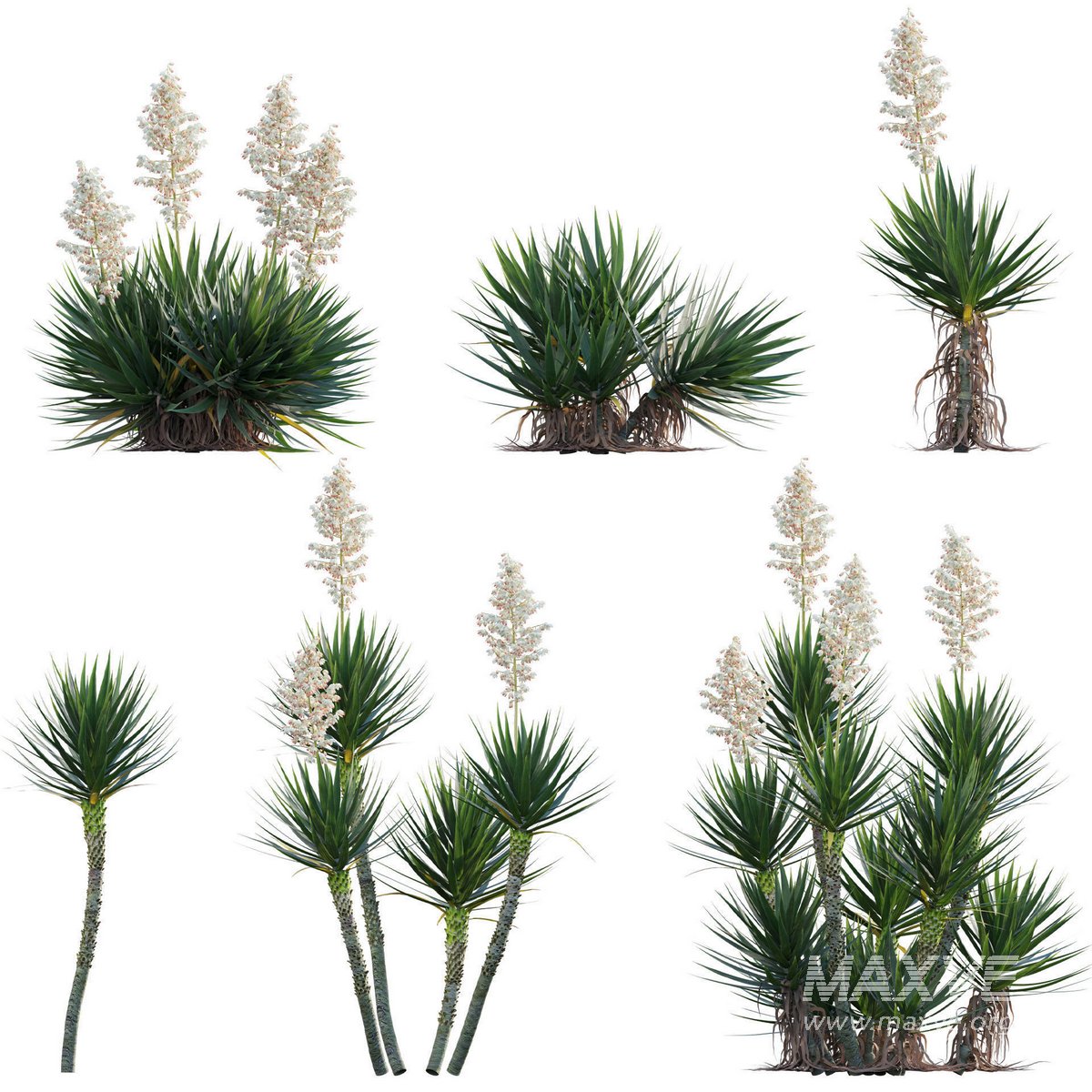 Yucca aloifolia - Spanish bayonet - Aloe yucca 3d model Download Maxve
