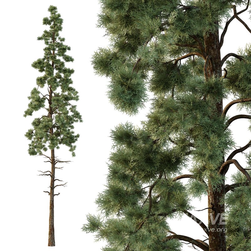 Pinus tree005 3d model Download Maxve