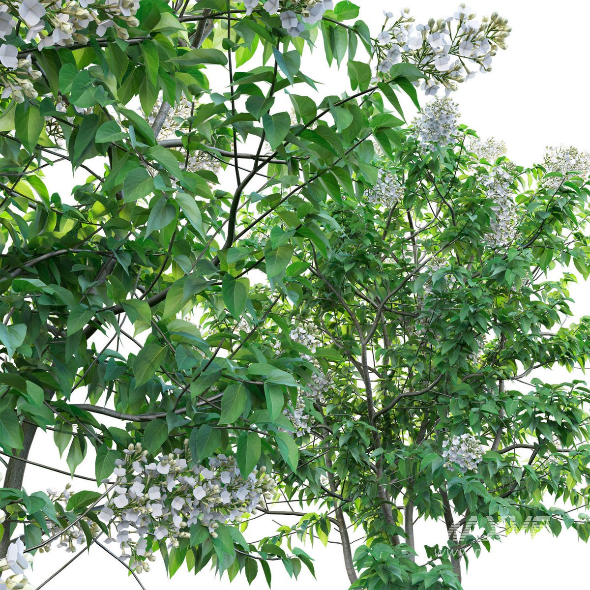 Syringa vulgaris - Common Lilac 03 3d model Download Maxve