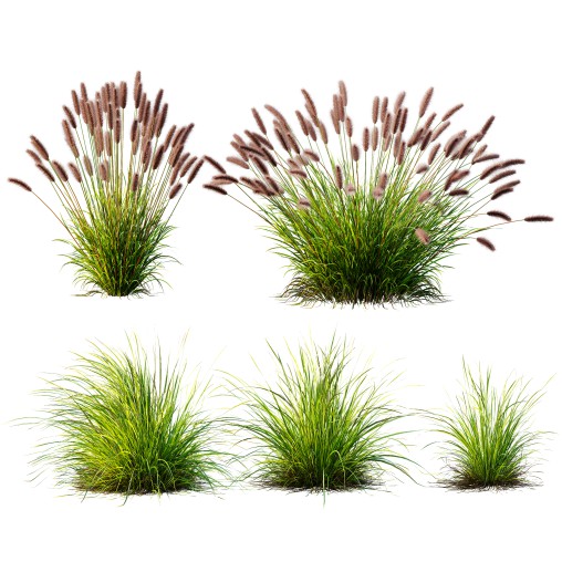 AV 6 different grasses Pennisetum Alopecuroides Lampenputzergras ...