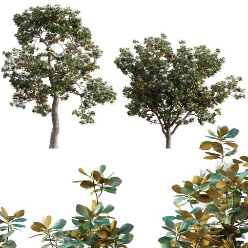 Magnolia grandiflora 02 3D model Maxve