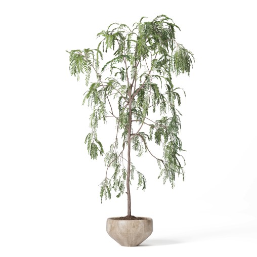 Indoor Plant Suamei 3D model Maxve
