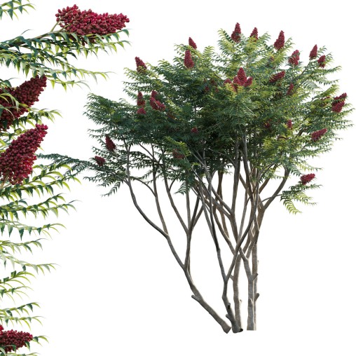 Rhus typhina - Staghorn Sumac 02 3D model Maxve