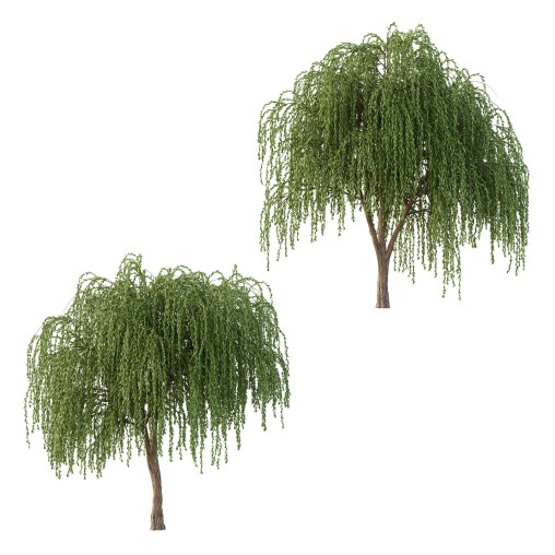 Weeping Willow Tree 01 3D model Maxve