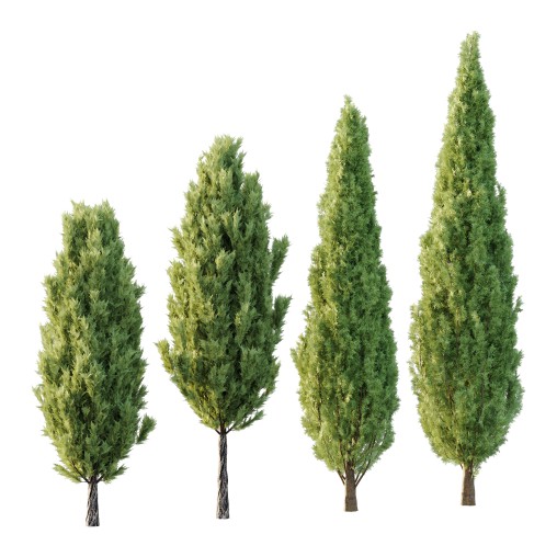 Italian Cypress Tree 2 3D model Maxve