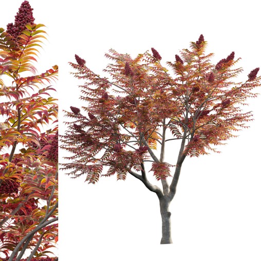 Rhus typhina - Staghorn Sumac 04 3D model Maxve