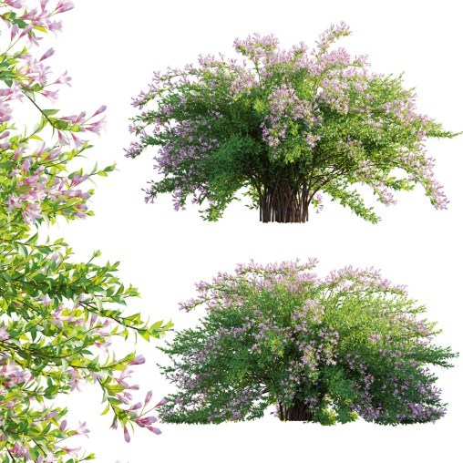 Weigela Florida 01 3D model Maxve