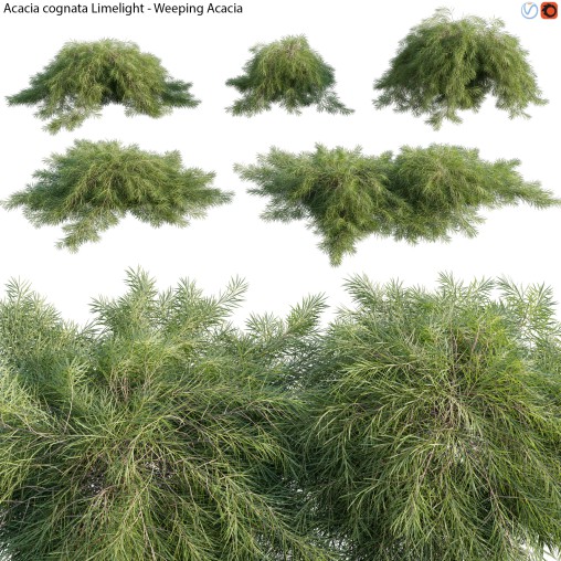 Acacia cognata Limelight - Weeping Acacia - 01 3D model Maxve