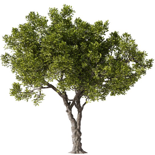 Tree Set31-Urban tree 3D model Maxve