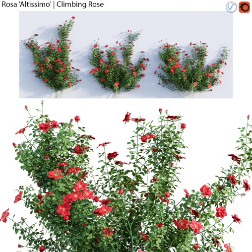 Rosa Altissimo | Climbing Rose 01 3D model Maxve