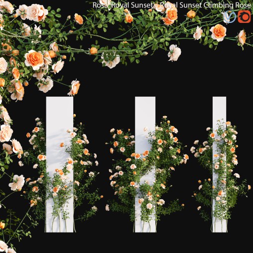 Royal Sunset Climbing Rose 03 3D model Maxve