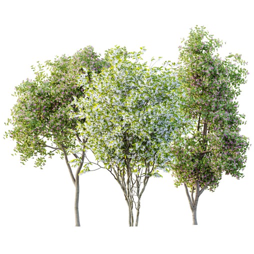 AV Spring blooming trees Butterfly Orchid Geranium Bauhinia and ...
