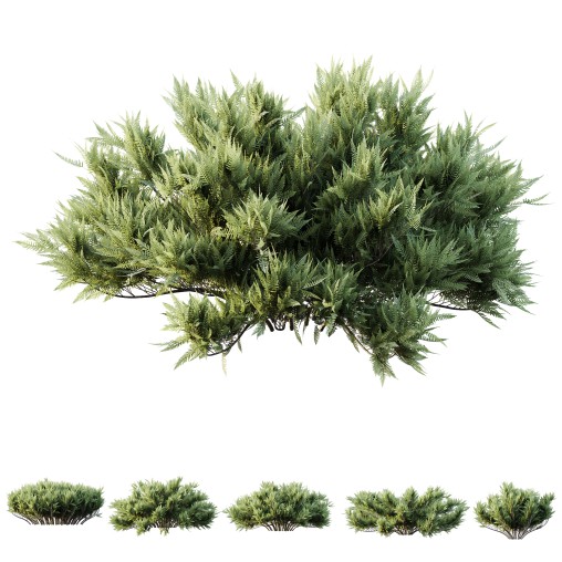 AV Plant Blue Sargent Juniper Parsoni Gallon Juniperus Sabina Chinensis ...