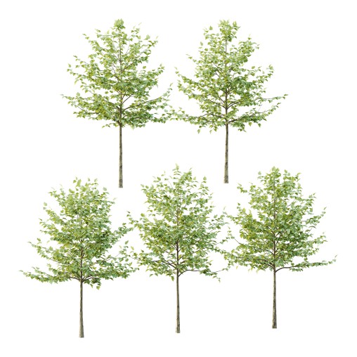 Sycamore Platanus Tree 08 3D model Maxve