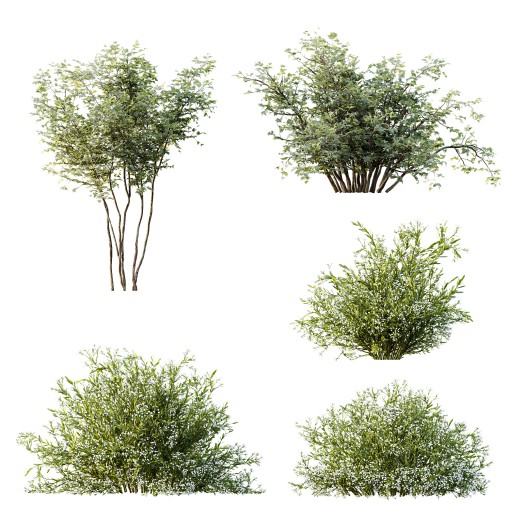 ntal shrubs inspired by species such as Spiraea Cinerea and Coleonema ...