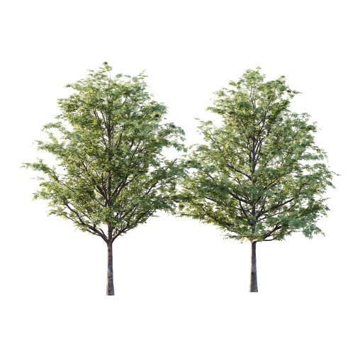 Rowan tree 08 3D model Maxve