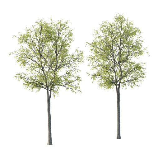 Chinese ash Tree Fraxinus chinensis 05 3D model Maxve